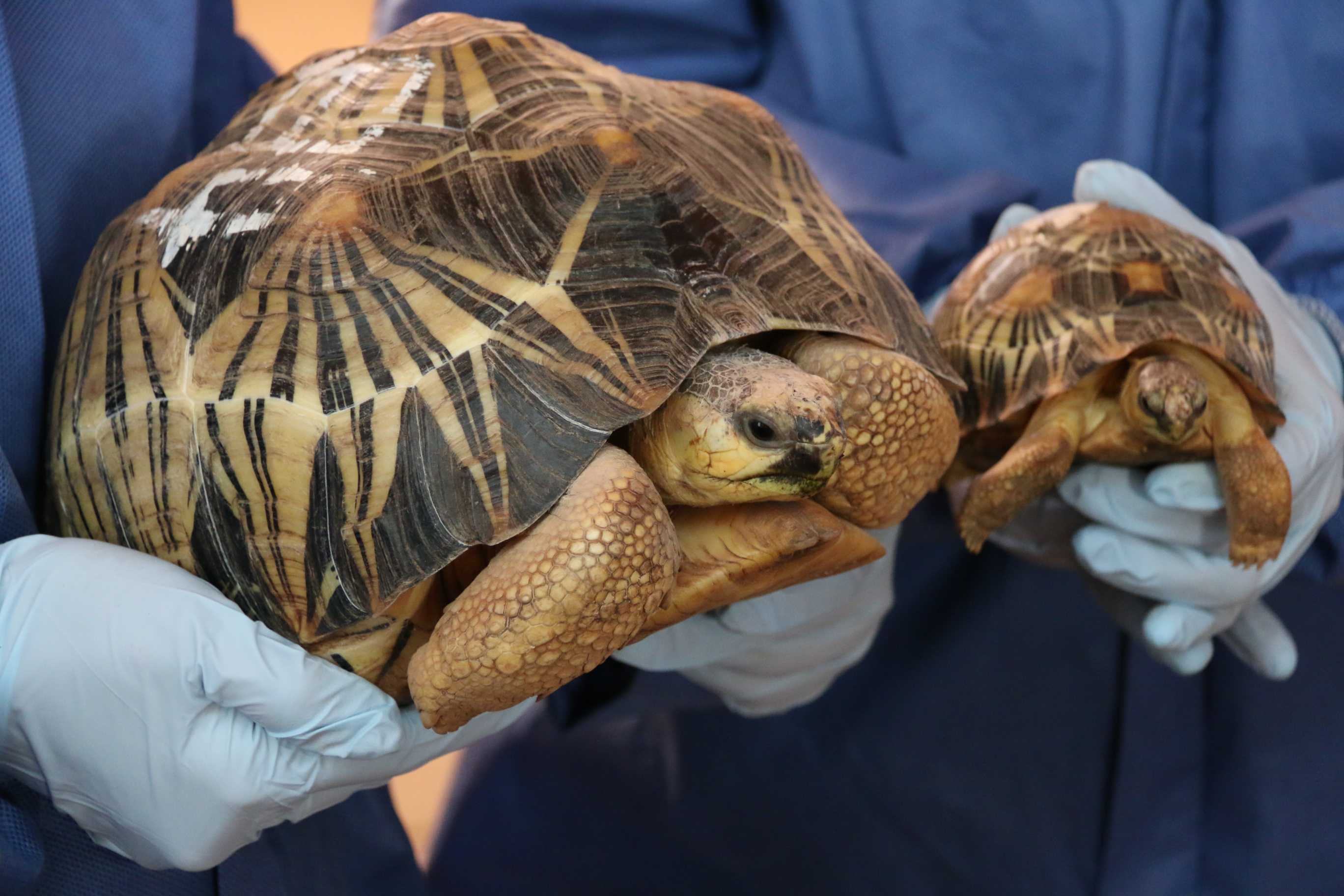 Endangered radiated tortoises rescued from wildlife traffickers in ...