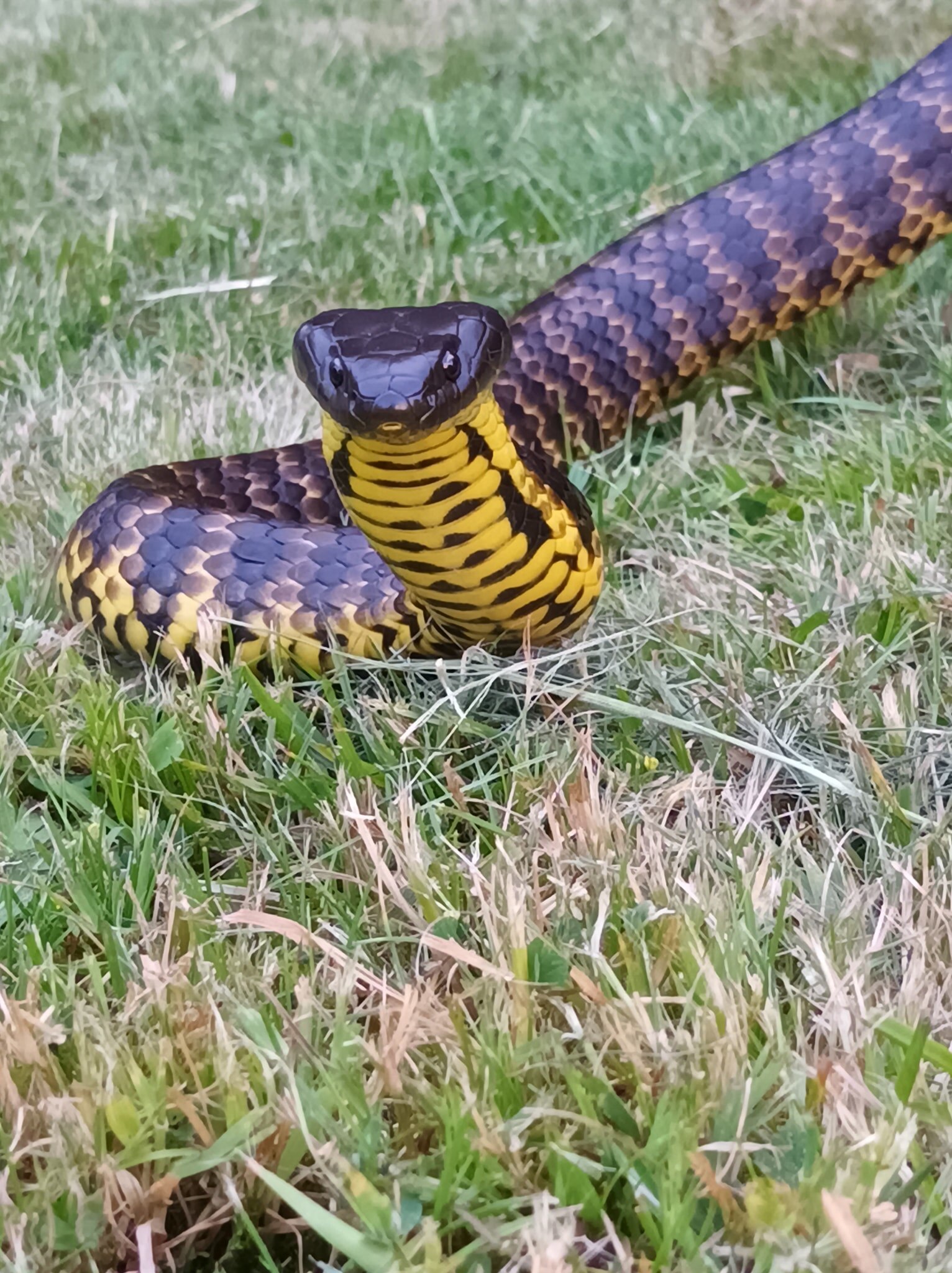 Tiger Snake