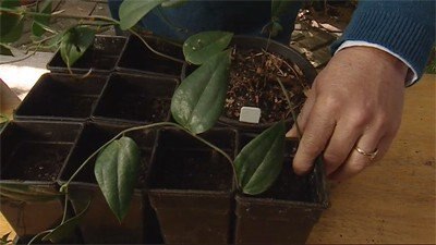 Growing Trees from Seed - Gardening Australia