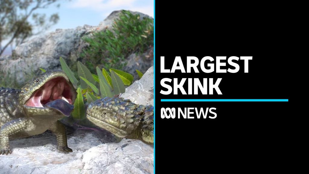 Skink fossil the size of a human arm discovered in NSW - ABC News