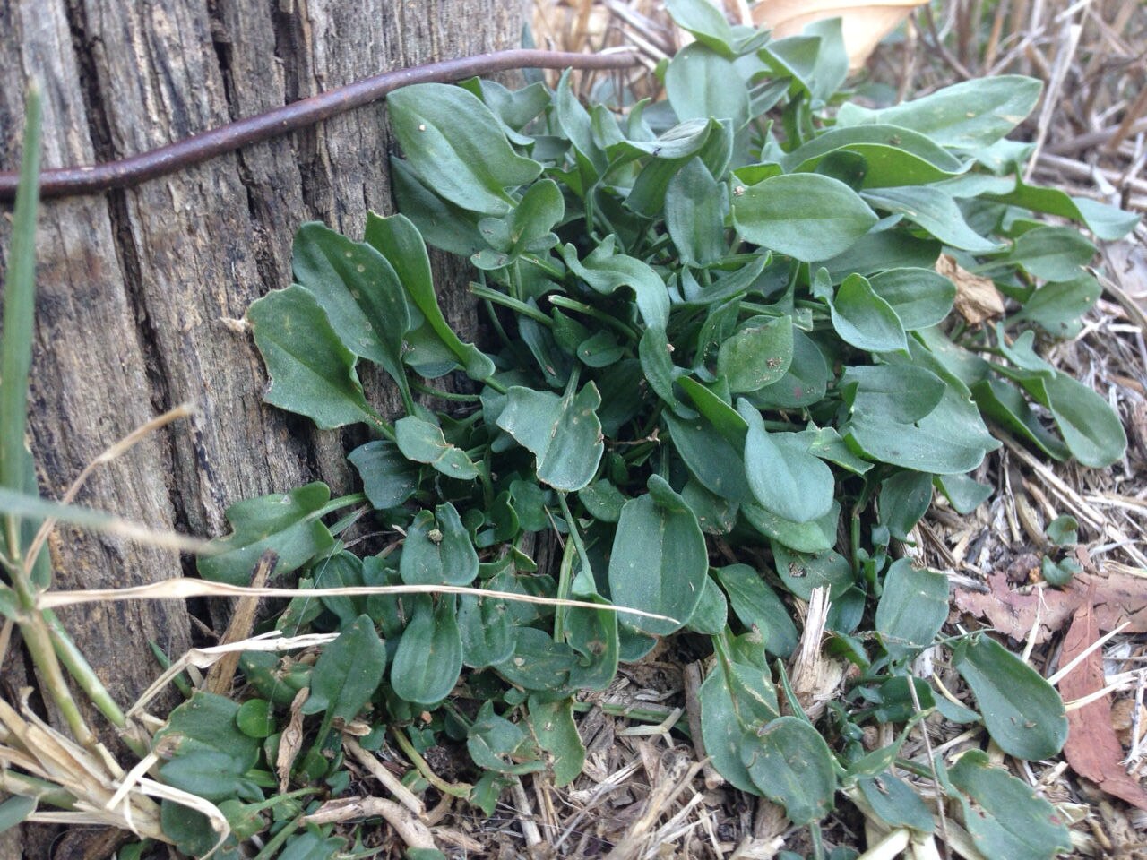 Edible weeds that are safe to eat and how you can use them - ABC News