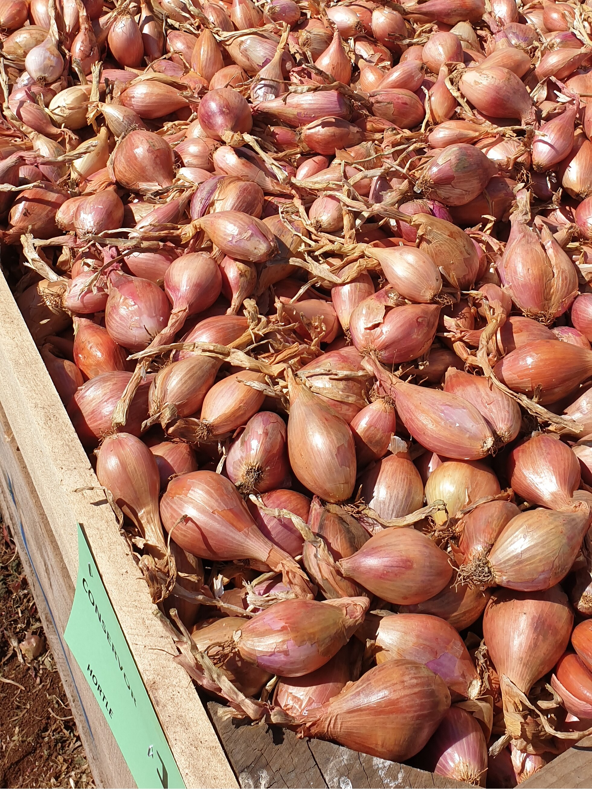 What is a shallot? And how do you cook with them? - ABC News