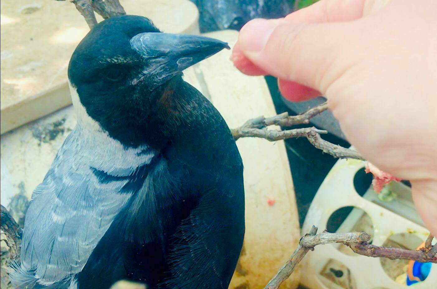 Wildlife rescuer Yolanda Boag forges 'friendship' with magpie - ABC News