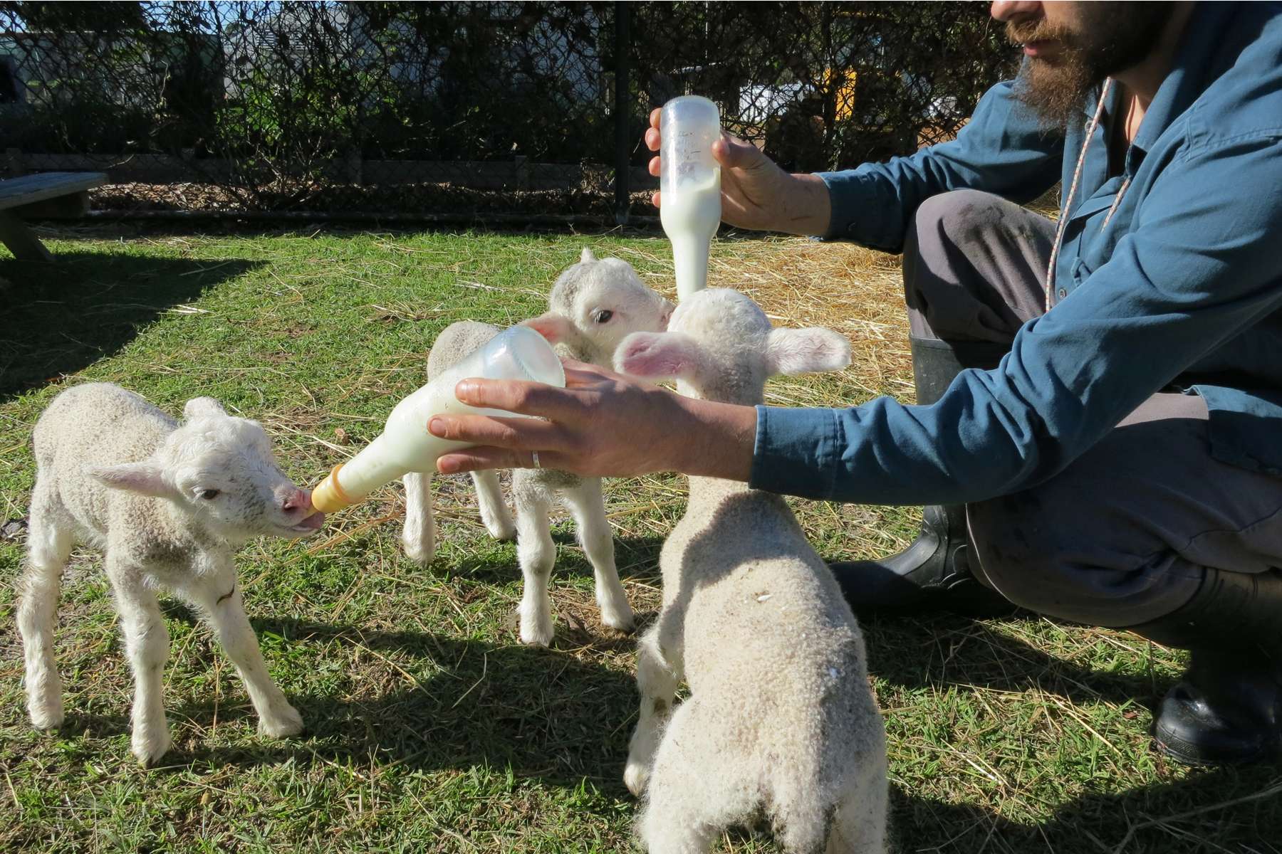 Western Australia's Pardelup Prison farm offers inmates certificates in ...
