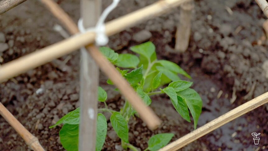 Framing Success - Gardening Australia