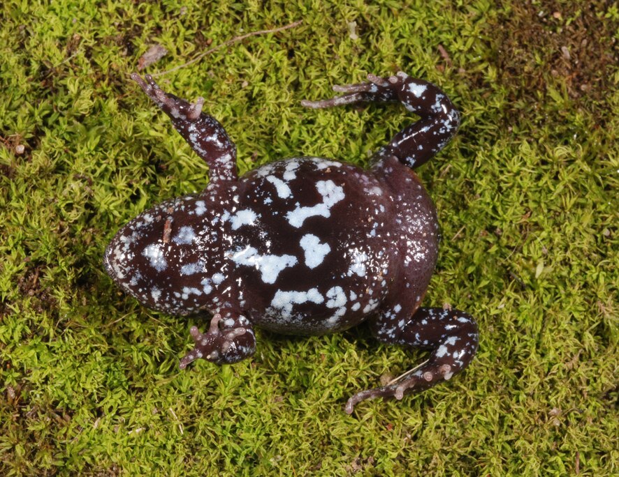 Hunt for mystery frog on Eyre Peninsula that sounds 'like a creaking ...