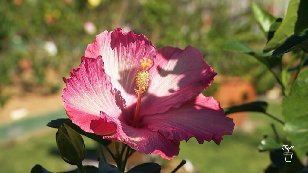 Heavenly Hibiscus - Gardening Australia