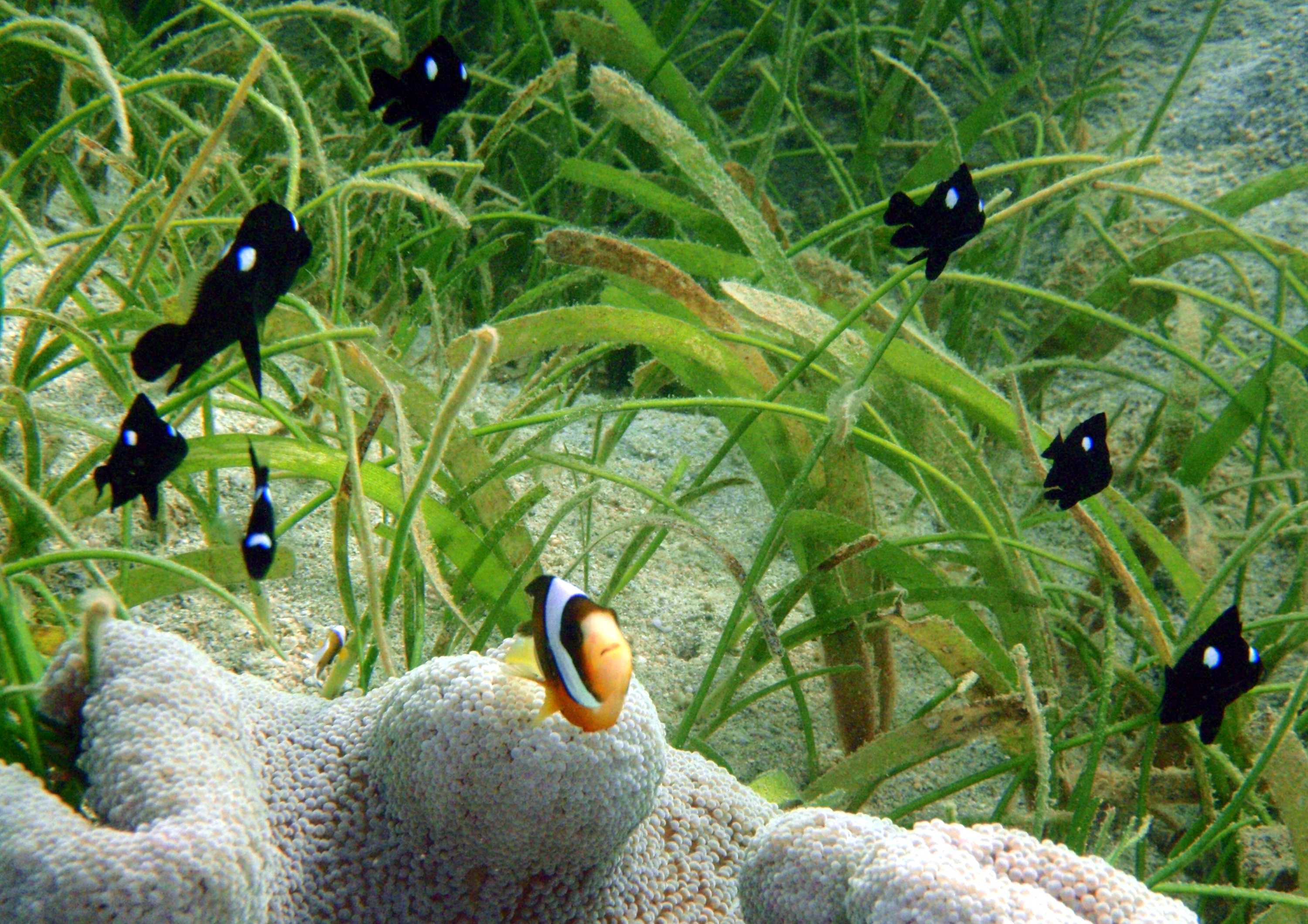 Seagrass: unsung ecological hero, potential economic powerhouse - ABC ...
