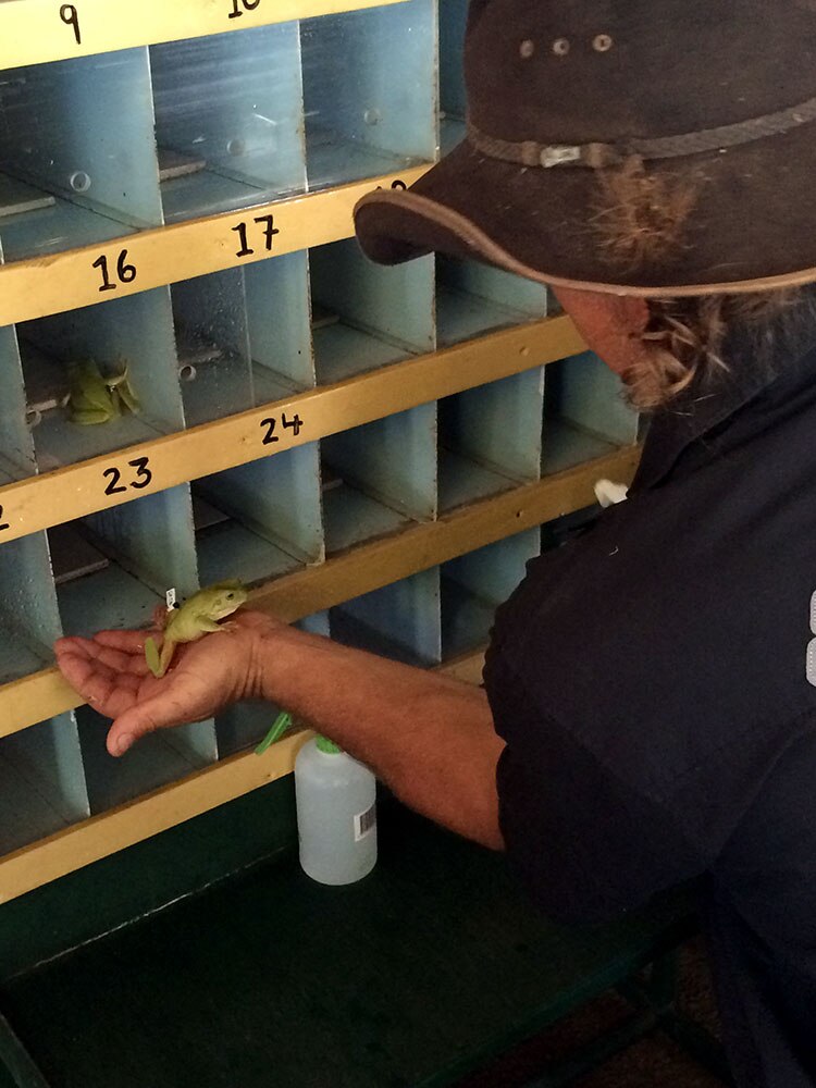 Noonamah frog races draw hundreds to raise money for charity - ABC News