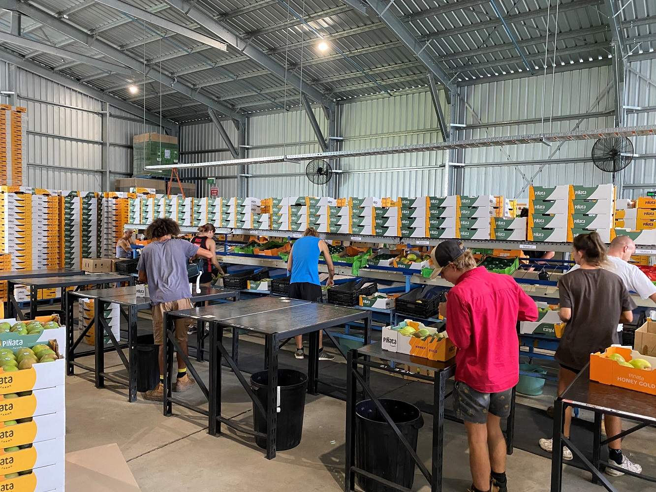 Mango growers produce bumper crop in Central Queensland despite tough ...