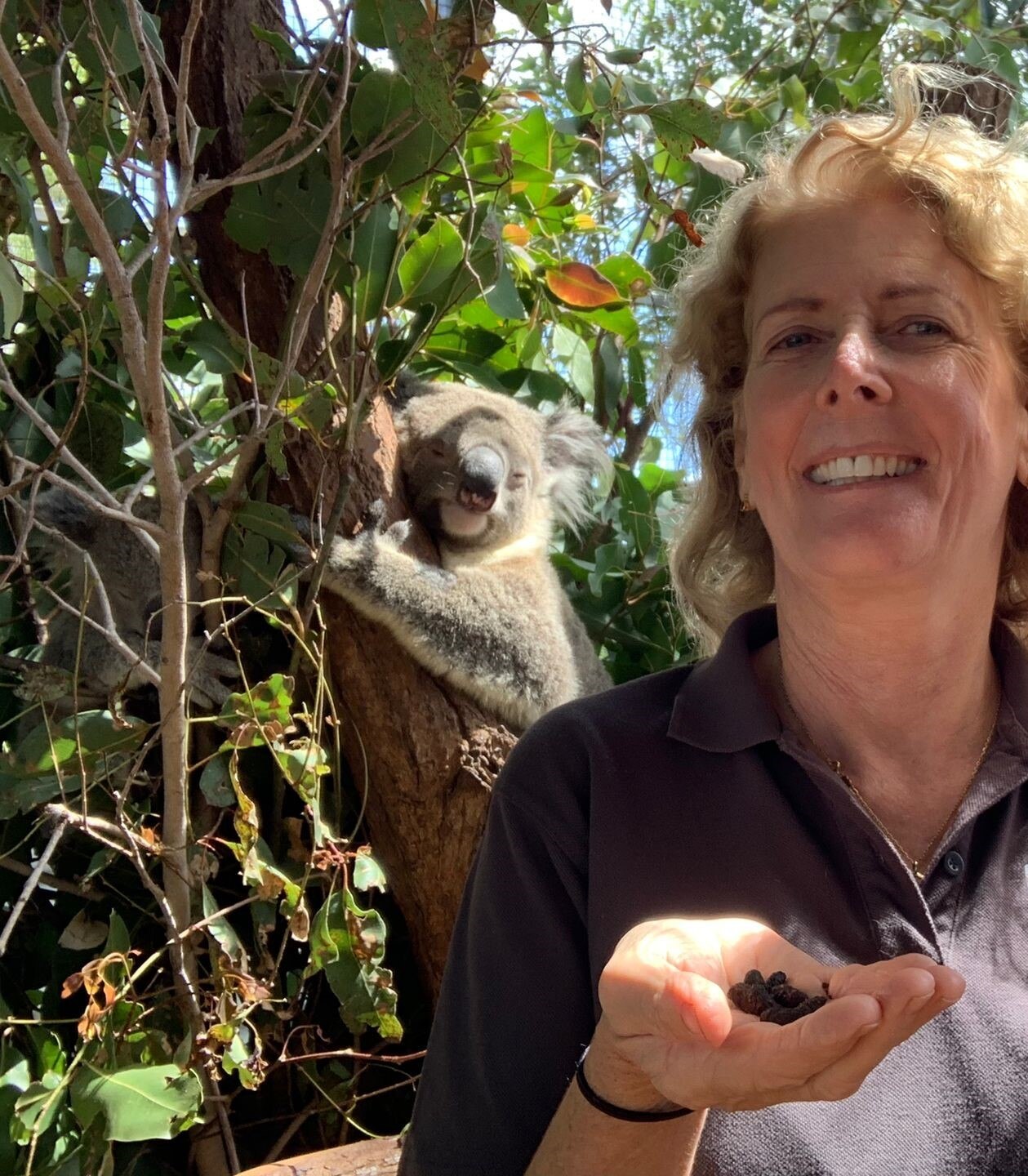 Lone Pine Koala Sanctuary denies animal welfare concerns as researcher ...