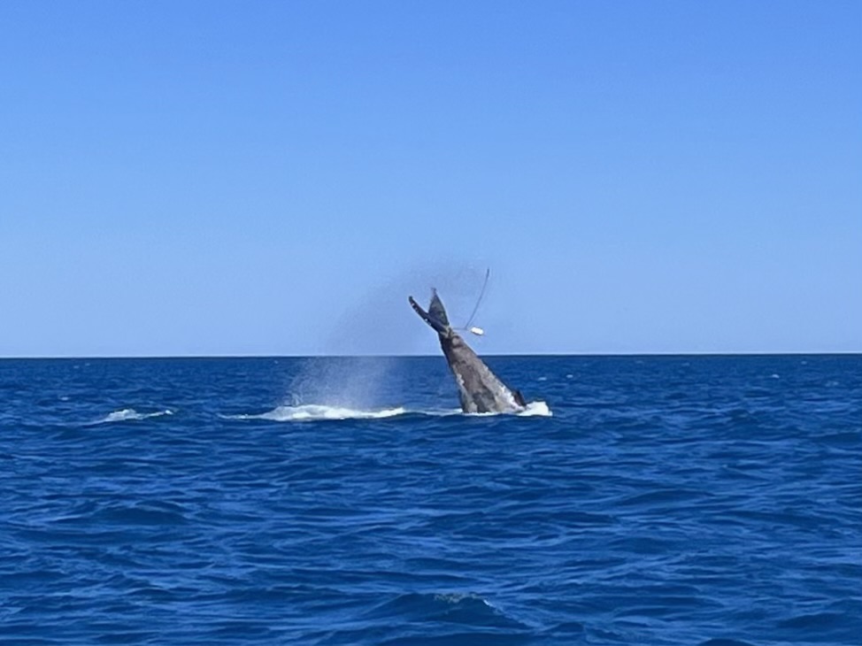 Humpback whale remains entangled in rope off Broome despite DBCA ...