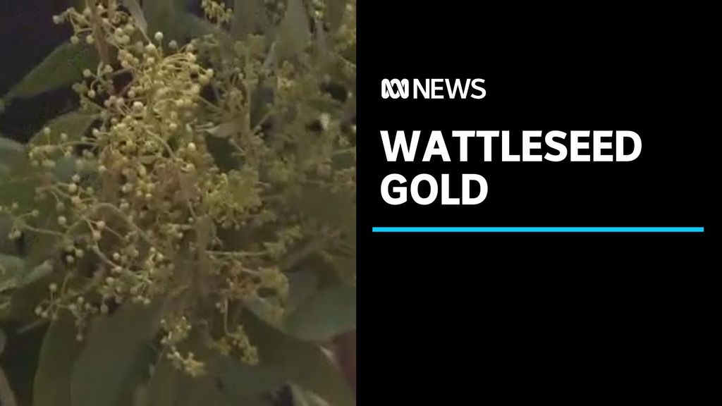 Wattleseeds boost economy - ABC News