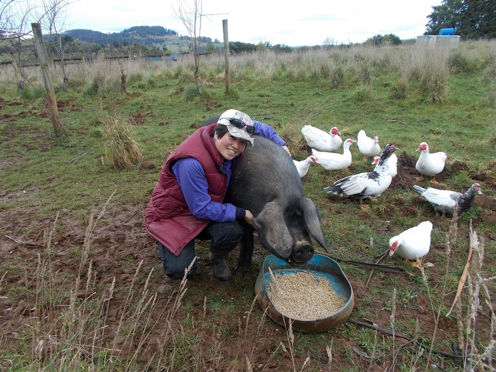 Protecting a rare Heritage breed of Large Black Pigs on a Tasmanian ...
