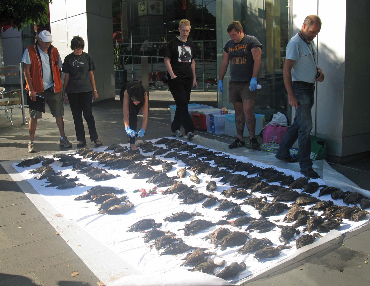 Dead ducks dumped at DSE offices - ABC News