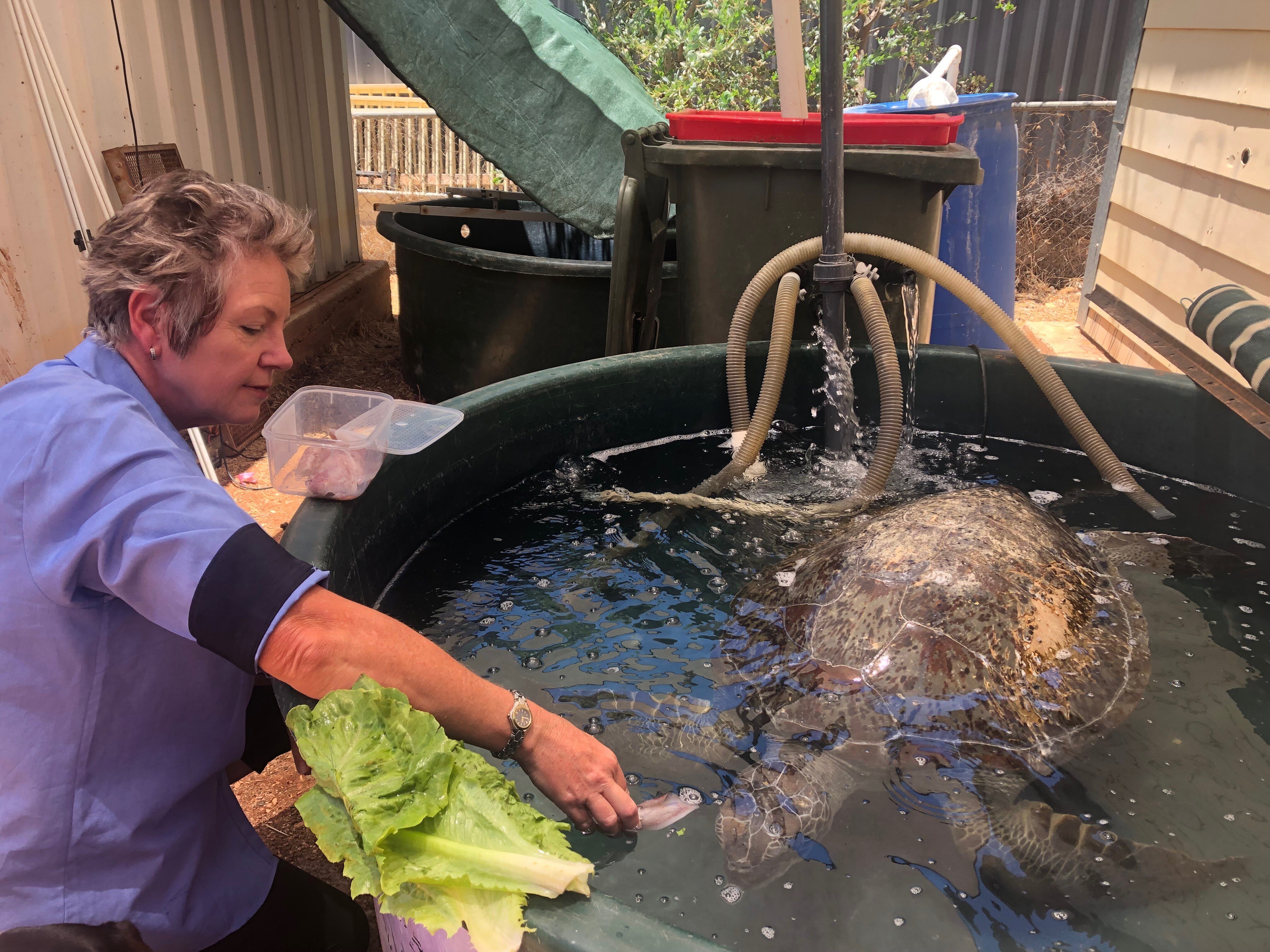 Exmouth vet on a mission to create new specialist turtle hospital in ...