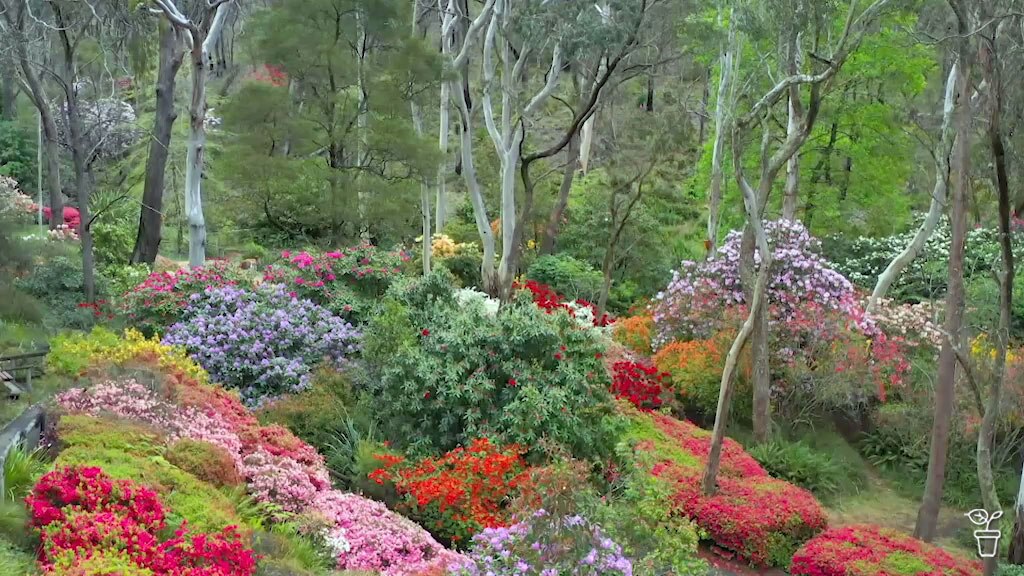 Resplendent Rhodos - Gardening Australia
