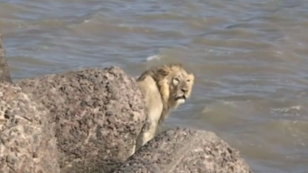 Dramatic footage shows lion being rescued from sea off Indian coastline ...