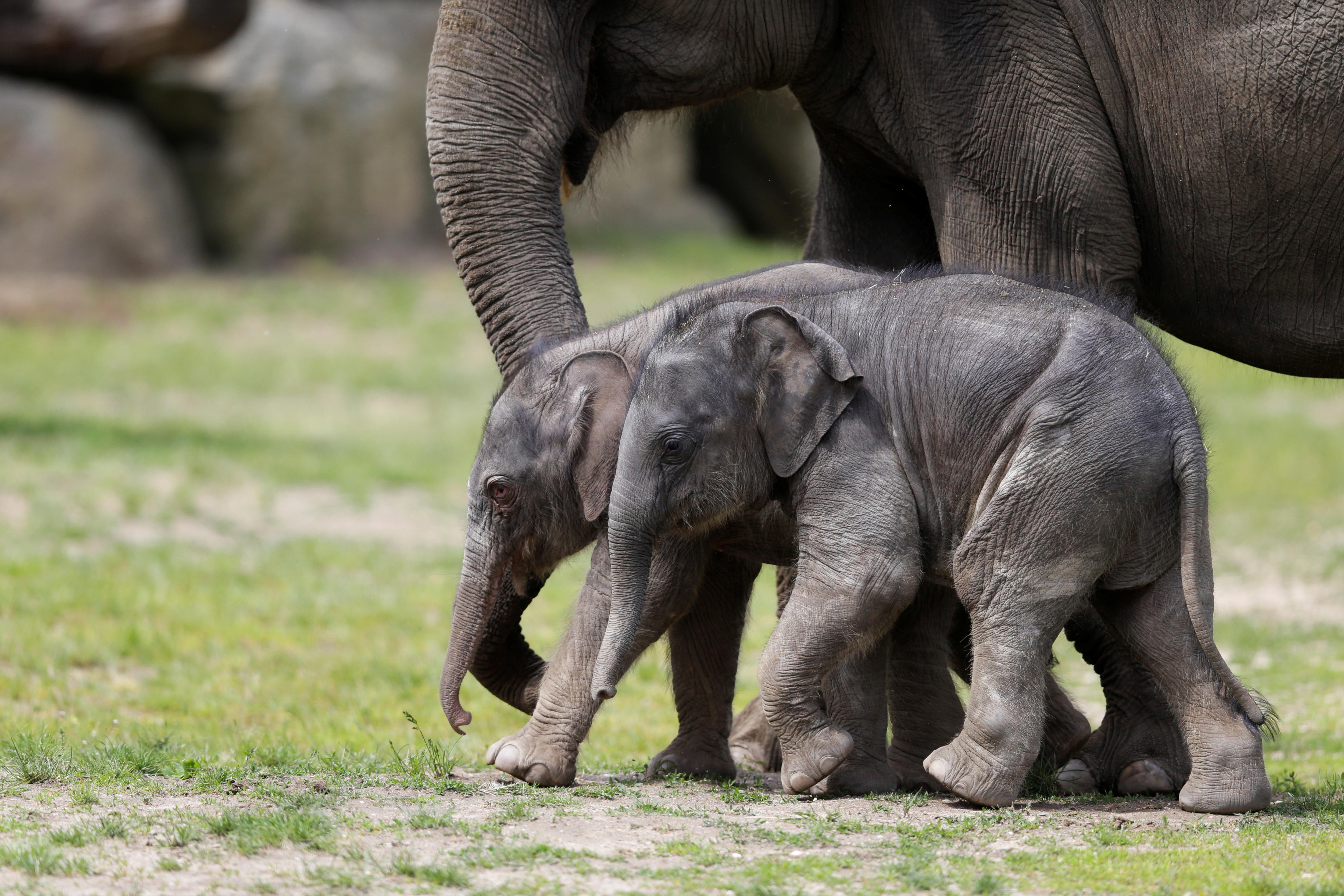 Elephants And Their Calves