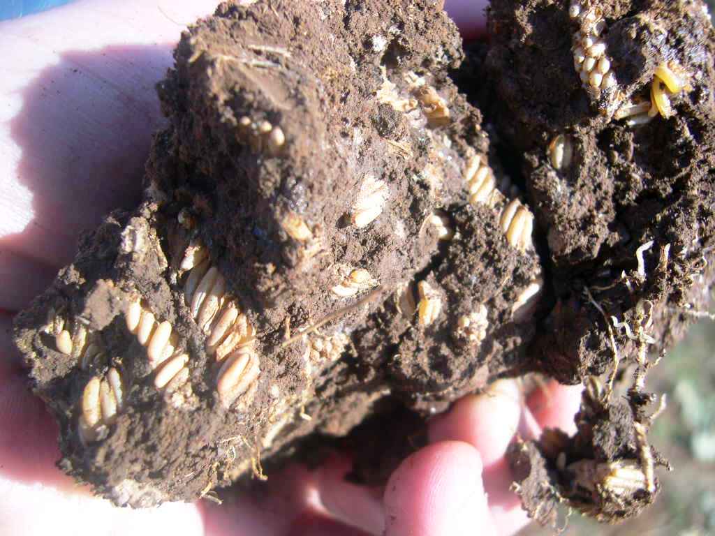 Fears locust plague on the horizon for NSW's western Murray region ...