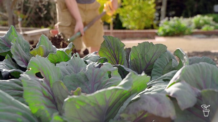 Spring Into Spring - Gardening Australia