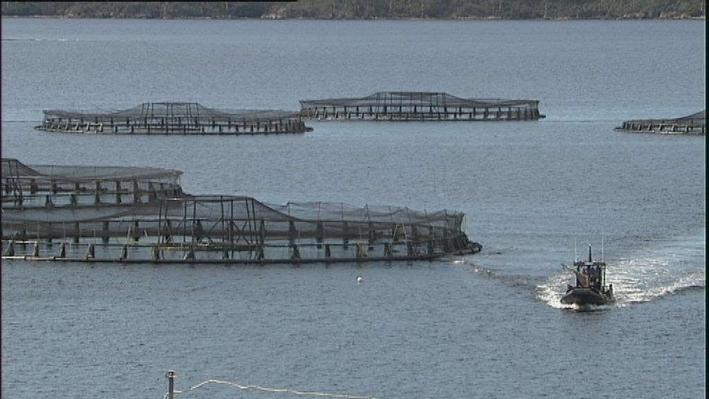 Tassal proposes new fish farm - ABC News
