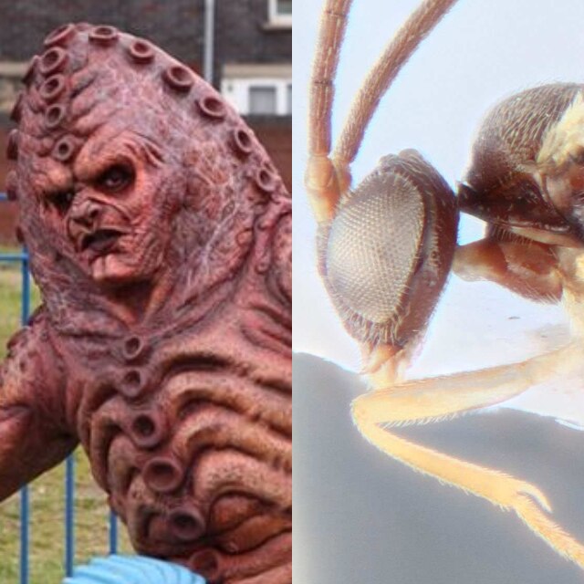 Three new spider species discovered in alpine Australia during Bush ...