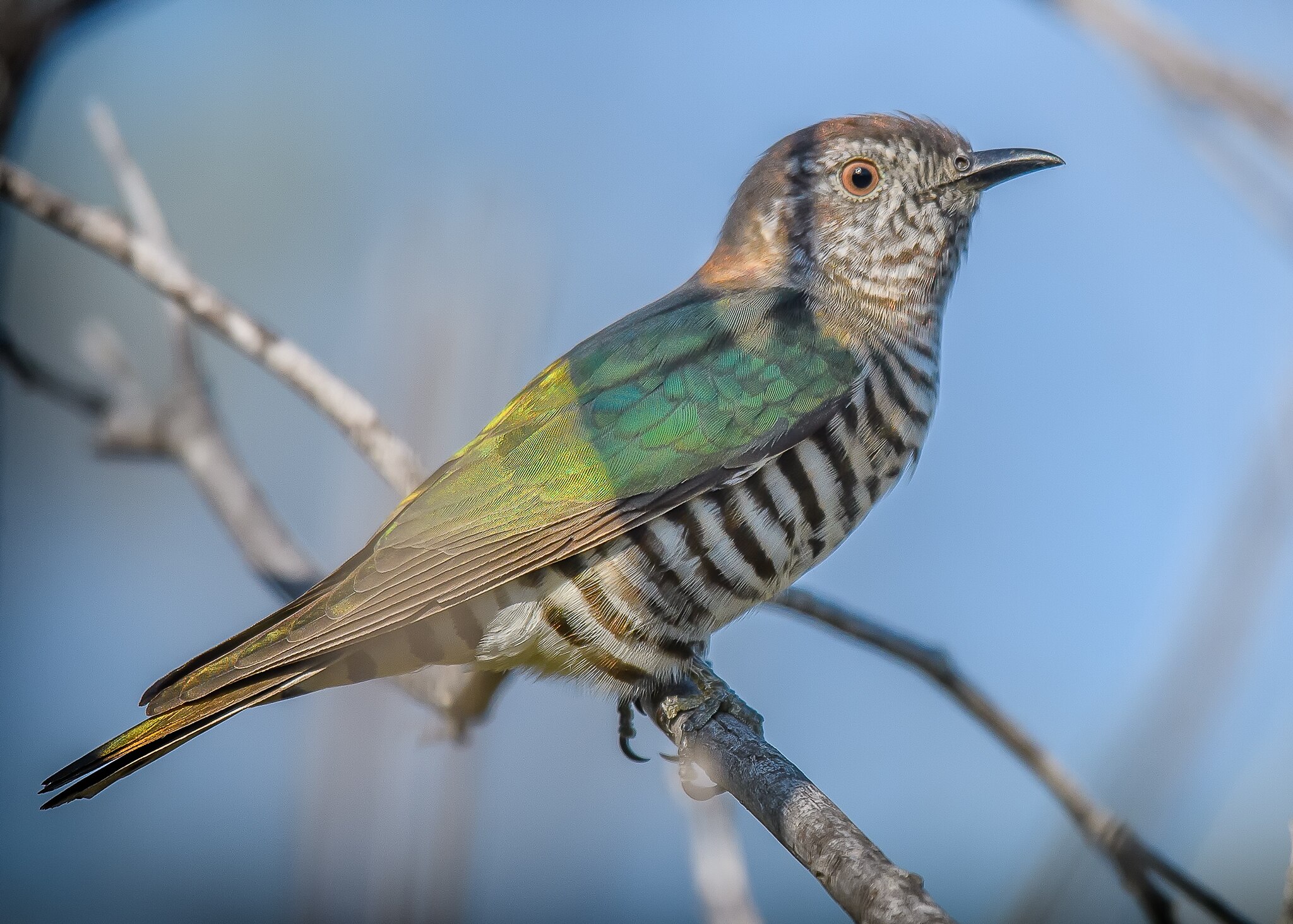 Tweet of the week - ABC listen