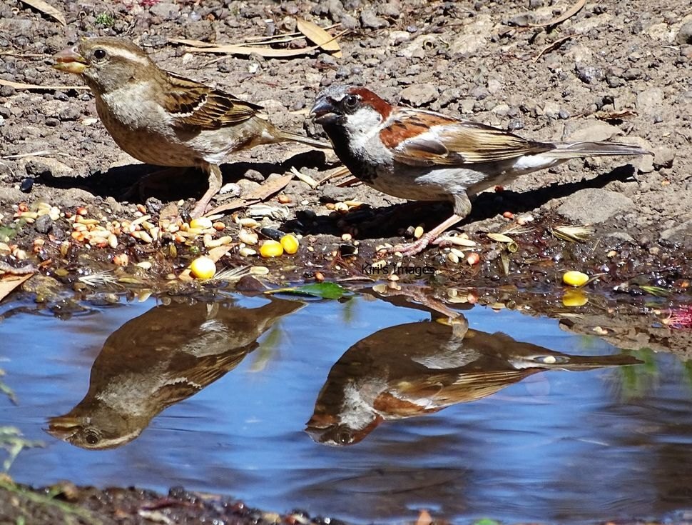 Baffling Brisbane: Where have all the birds gone? - ABC listen