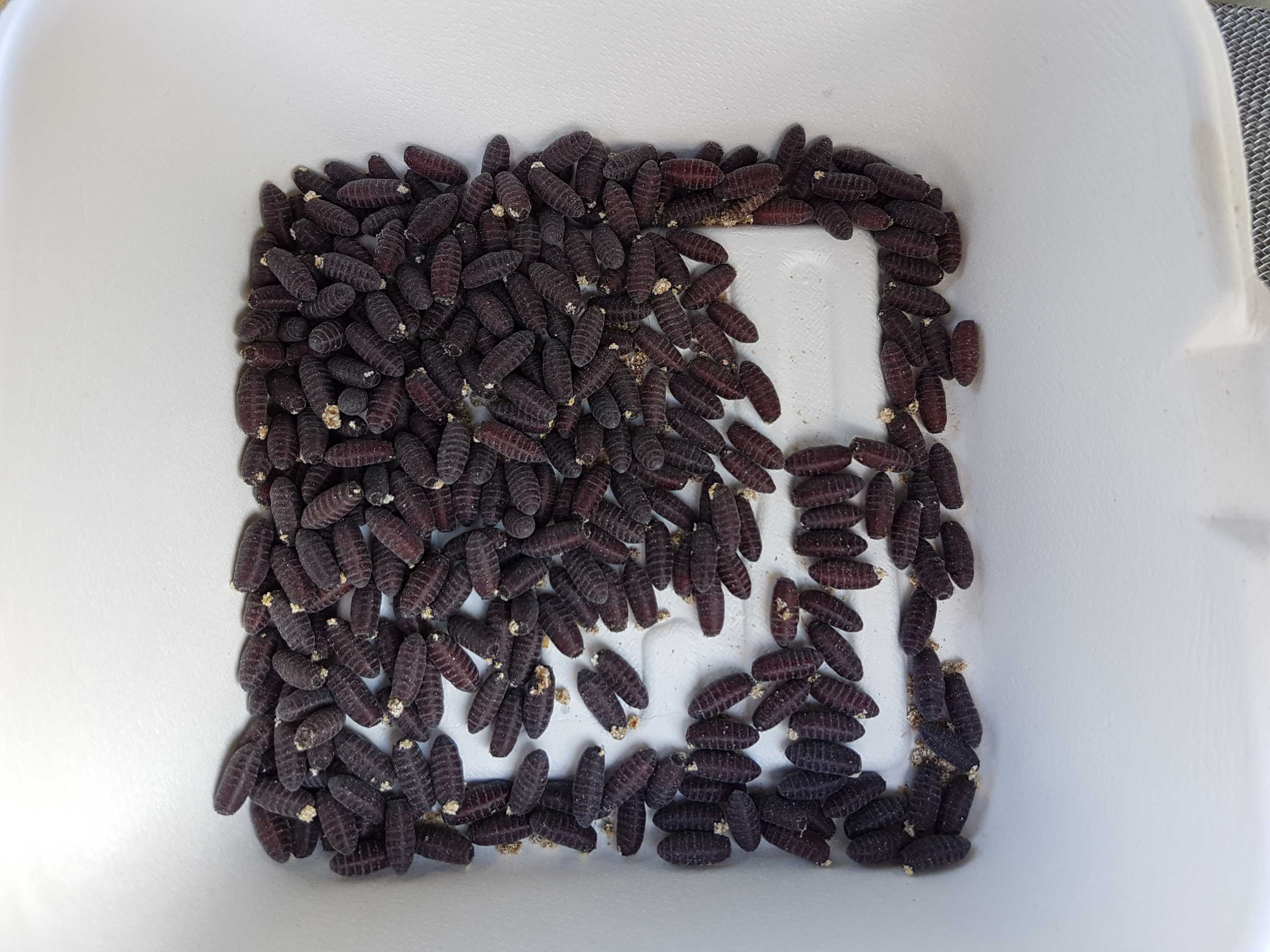 Animal carcasses and their flies could be 'the new bees' as researchers ...