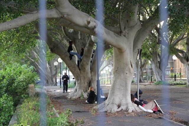 Council aiming to avoid another fig tree fiasco - ABC News