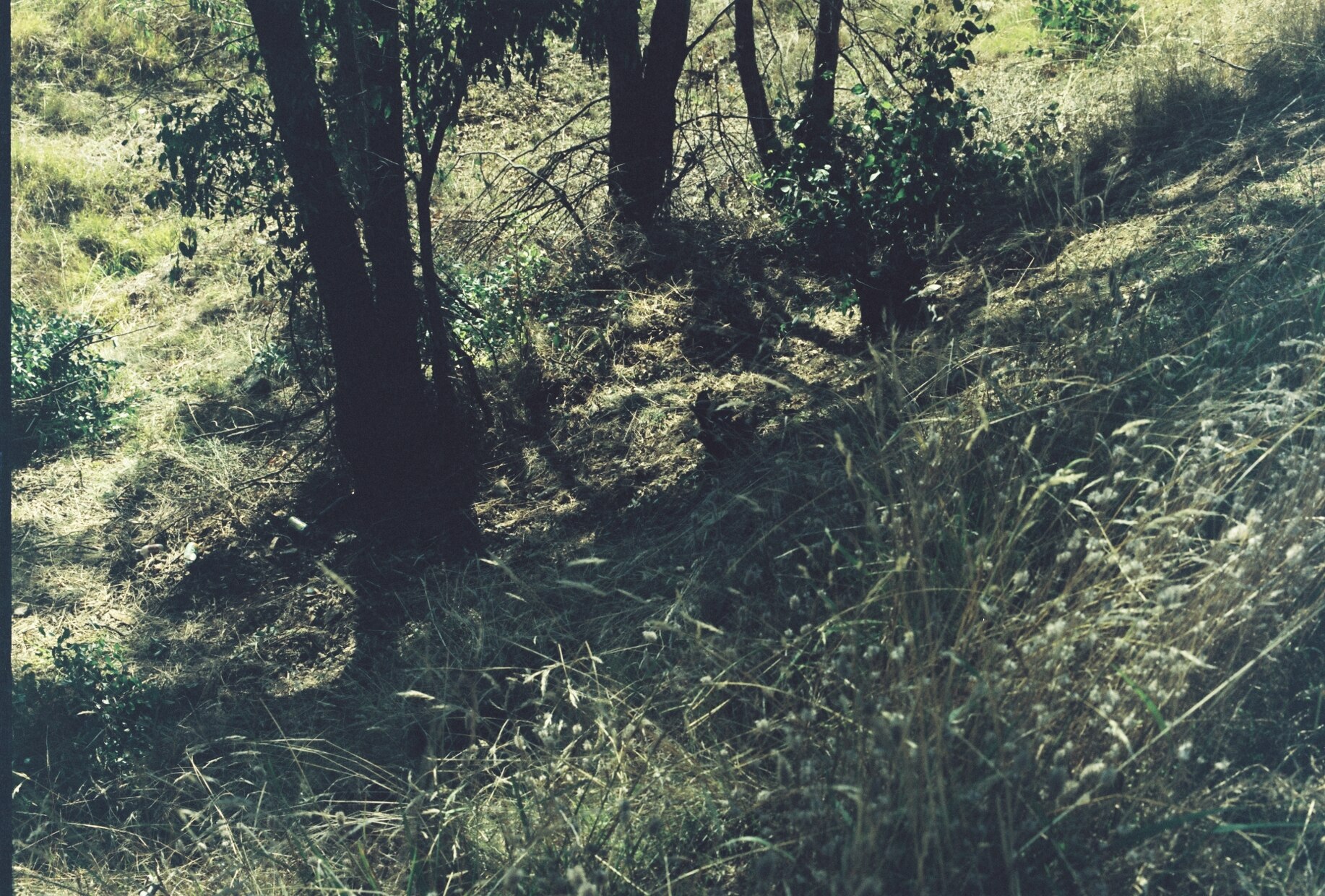 Reward offered over 1984 underworld murder linked to Melbourne crime ...