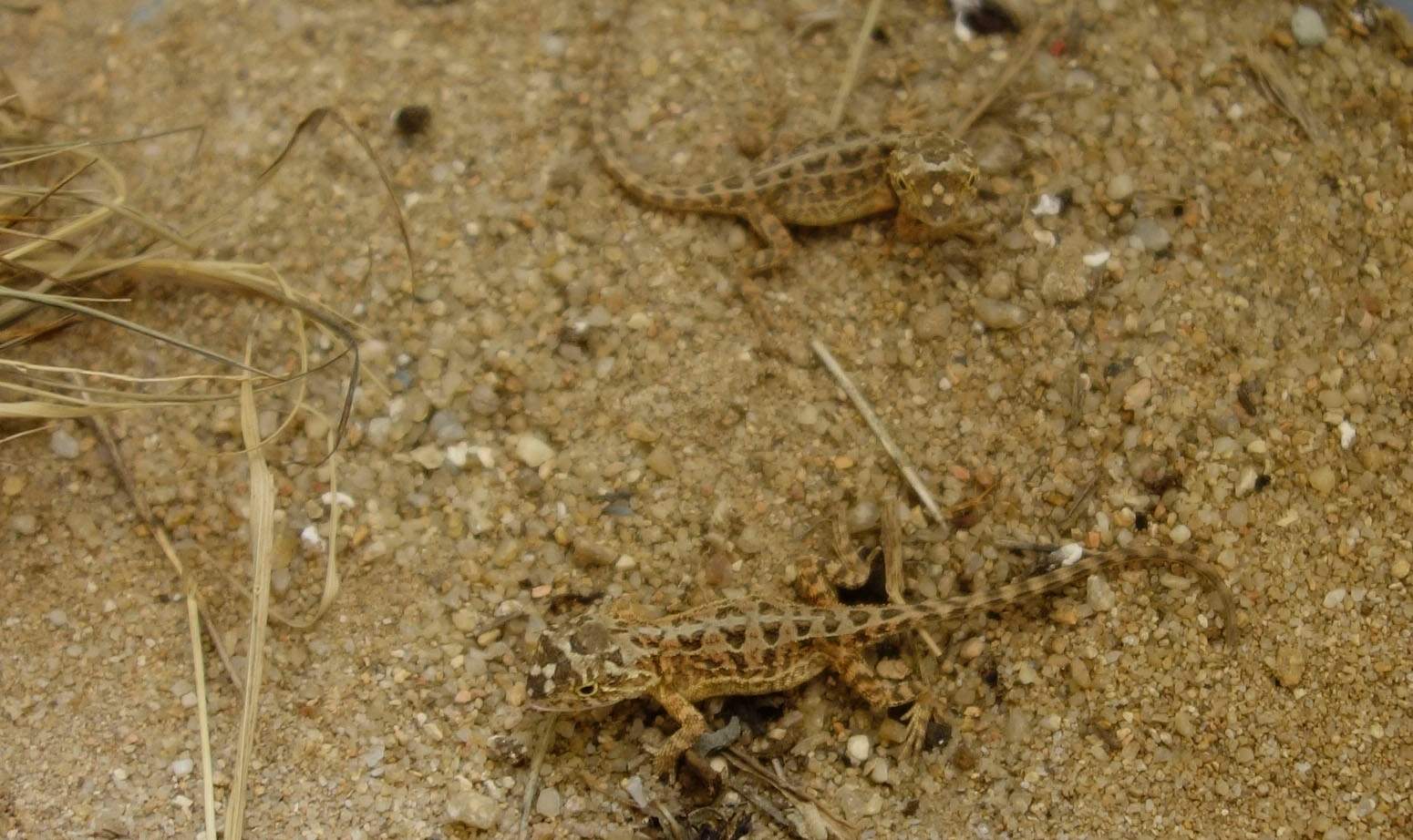 Canberra breeding program bolsters tiny endangered dragons - ABC News