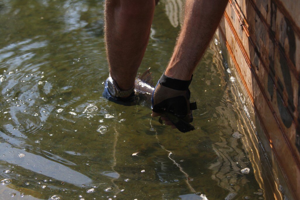 Fish sampling research shows Daly catchment one of most species-diverse ...