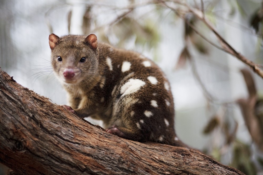 Endangered western quolls thriving in SA after 100 year absence - ABC ...