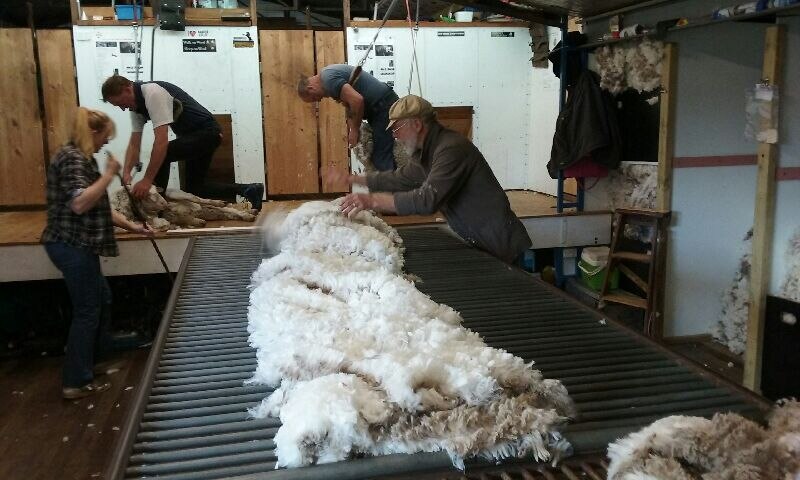 Wool prices could continue to rise as shortage of bales hits - ABC News