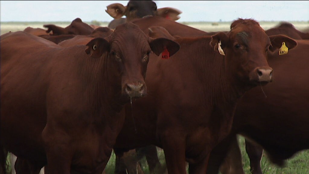 Hopes Northern abattoir can boost food exports from the Top End - ABC Radio