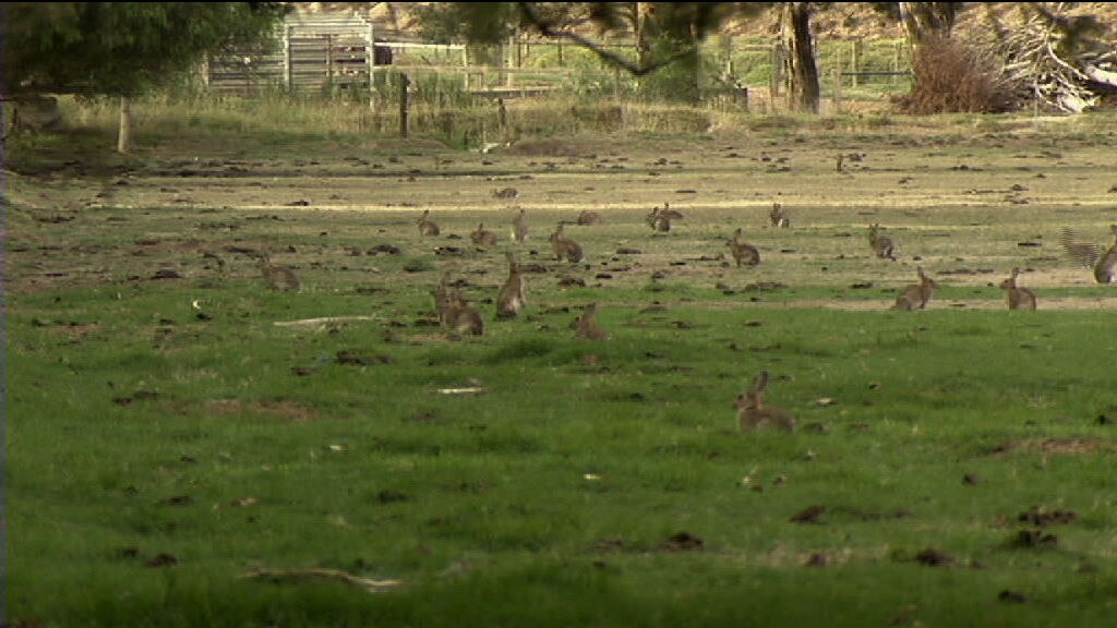 Rabbit Virus - ABC News