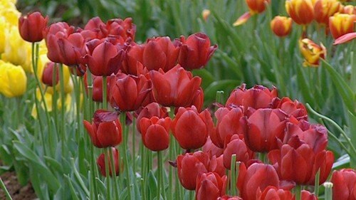Planting Bulbs - Gardening Australia