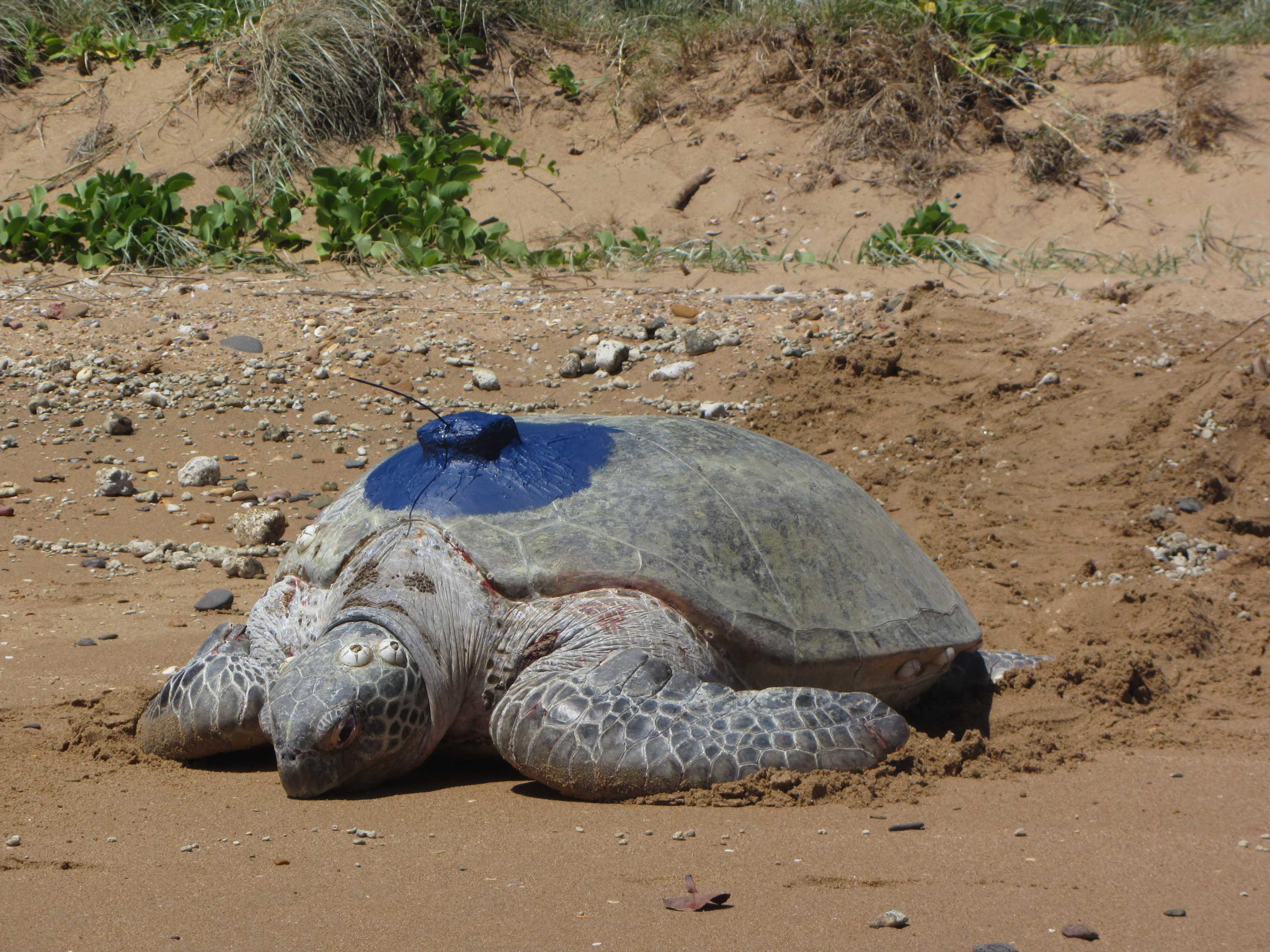 Turtle tracking results must lead to new thinking on habitat management ...
