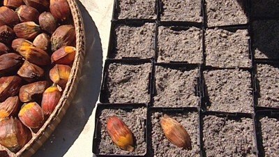 Growing Pandanus - Gardening Australia