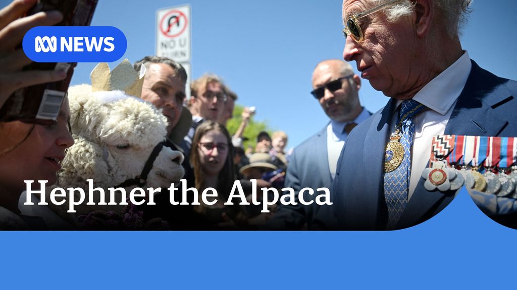 Meet Hephner the alpaca who sneezed on King Charles - ABC News