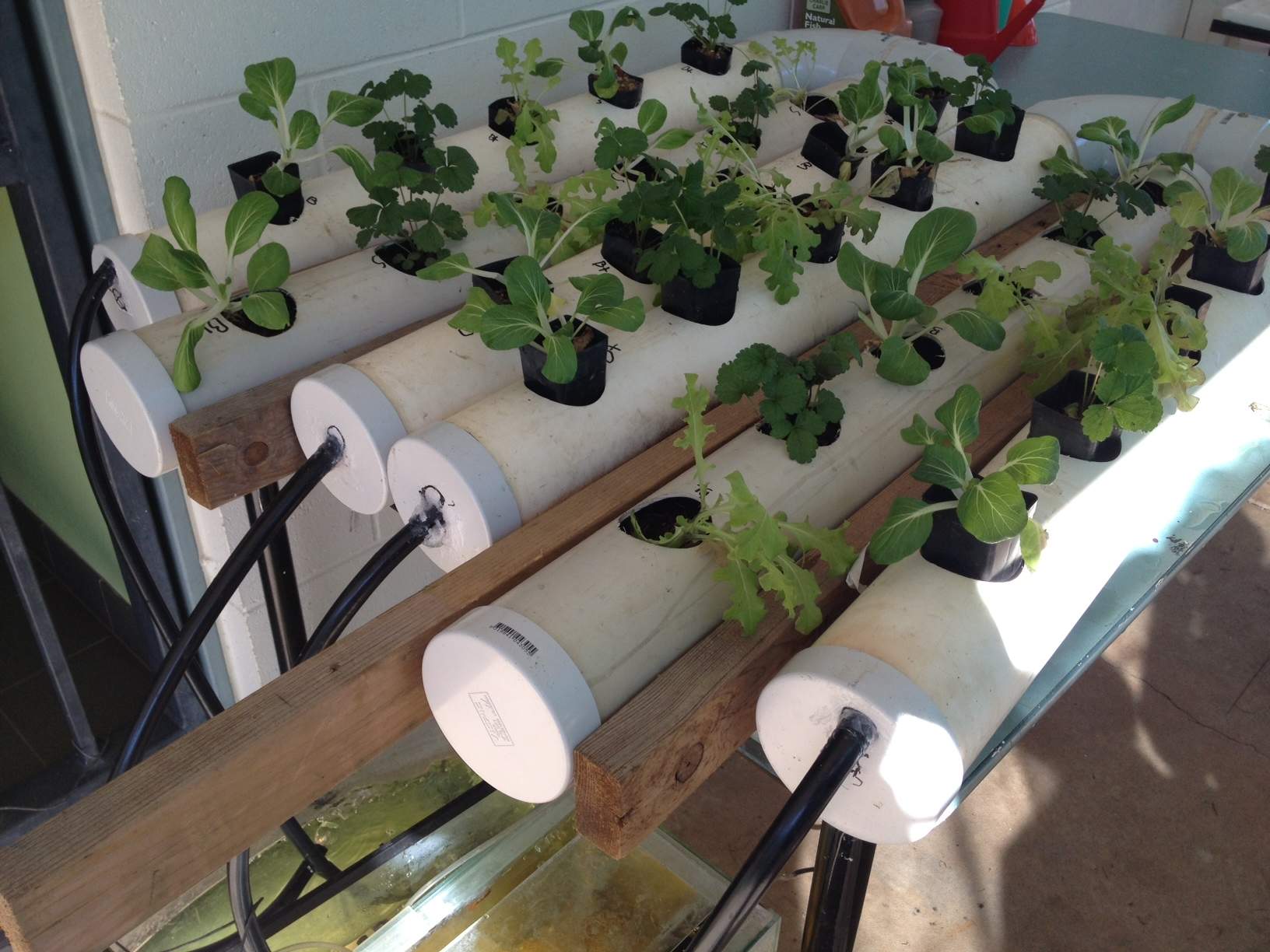 One of the best school farms you'll ever see - ABC News