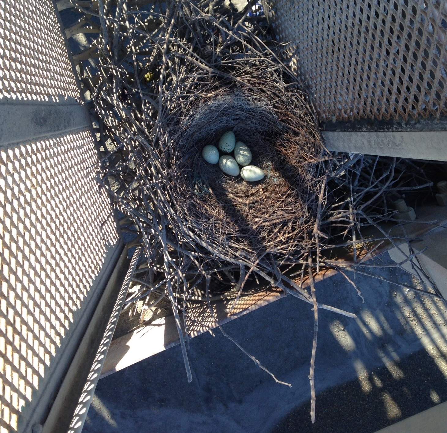 Queensland Torresian crows form new nesting habits in major ...