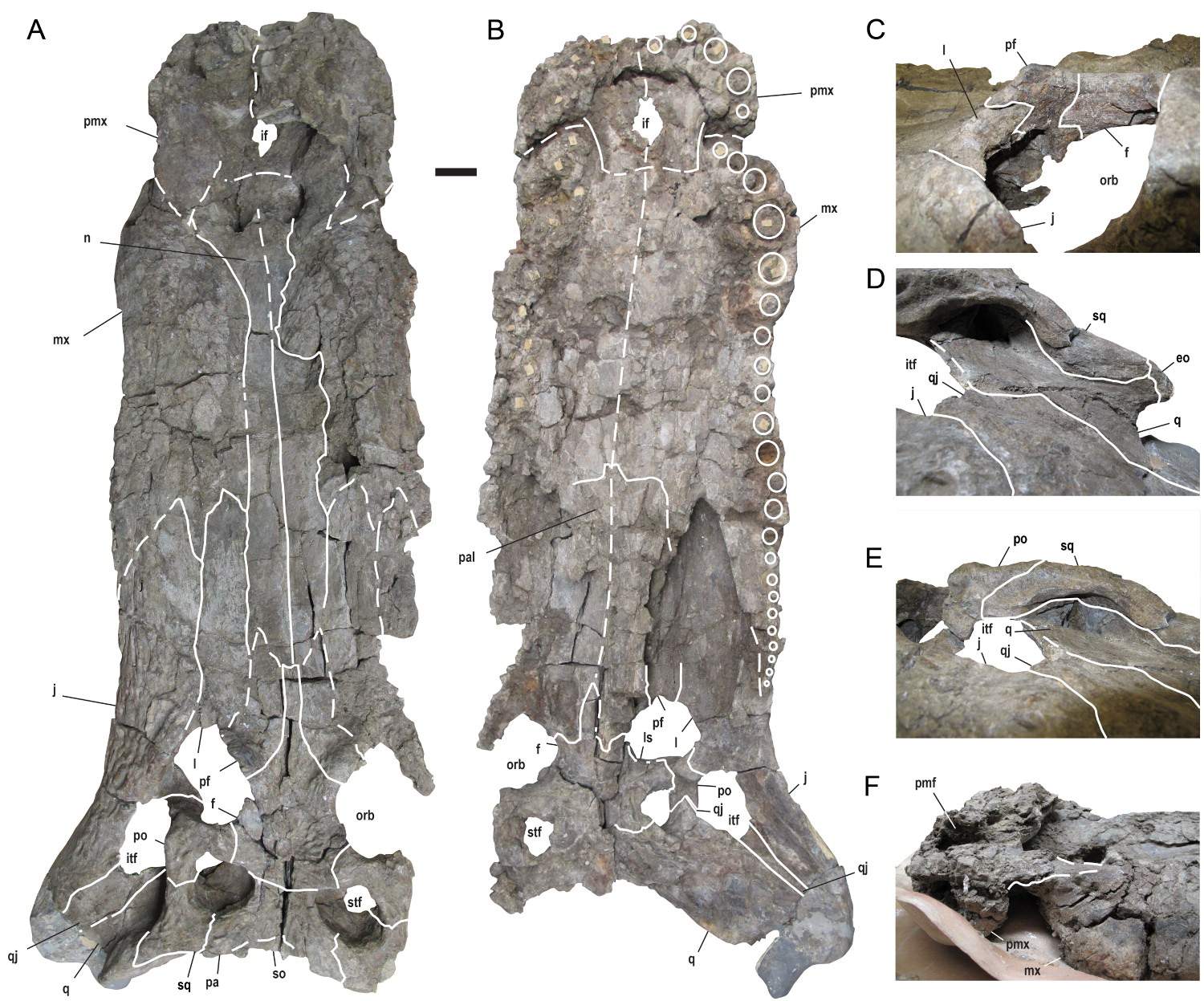 New research reveals three species of monstrous 'terror crocodile' that ...