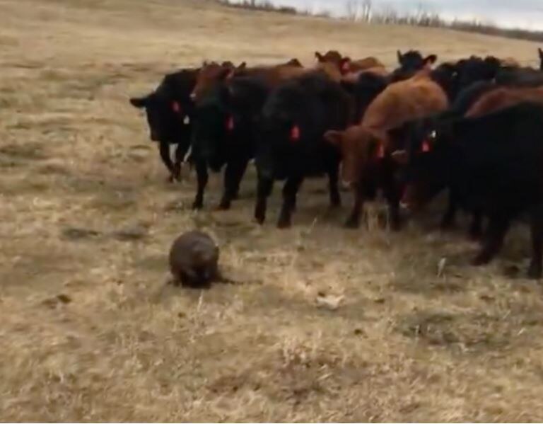 Lone beaver leads curious cattle around Canadian farm - ABC News