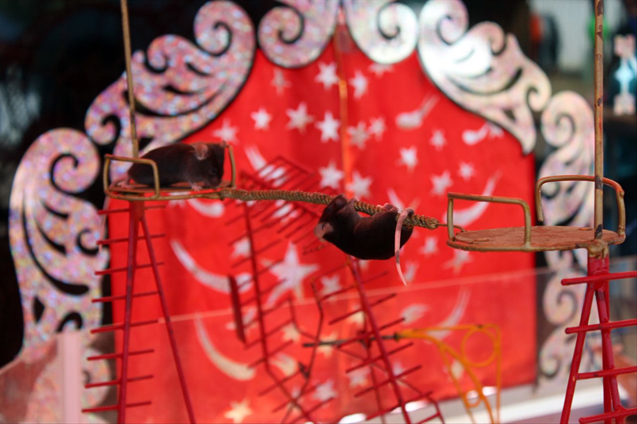 A plague of interest in Saul's mouse circus - ABC News