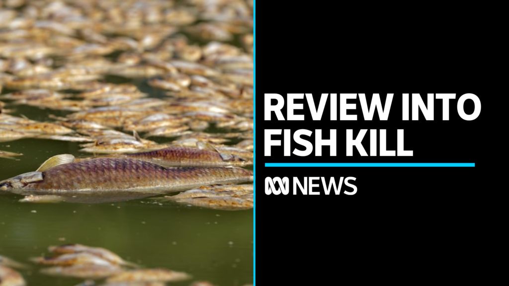 NSW Premier announces independent review into Menindee fish kill - ABC News