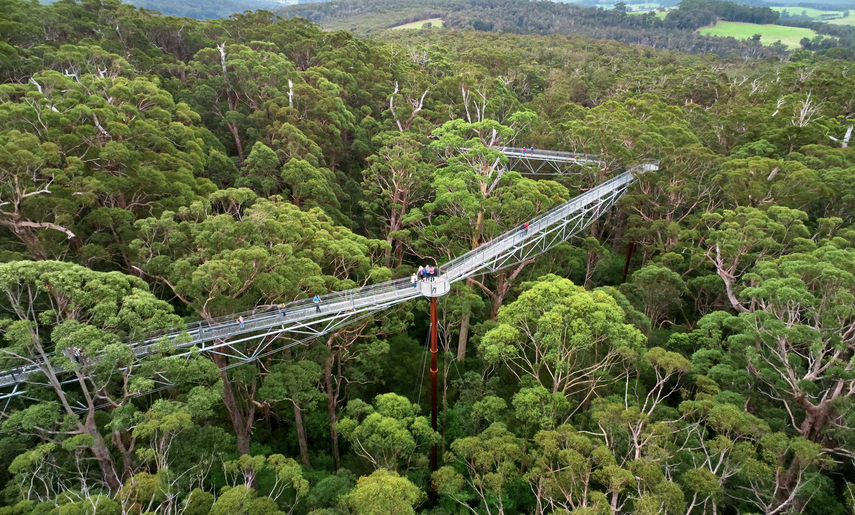Treetop Walk gets a touch up by tradies who aren't scared of heights ...