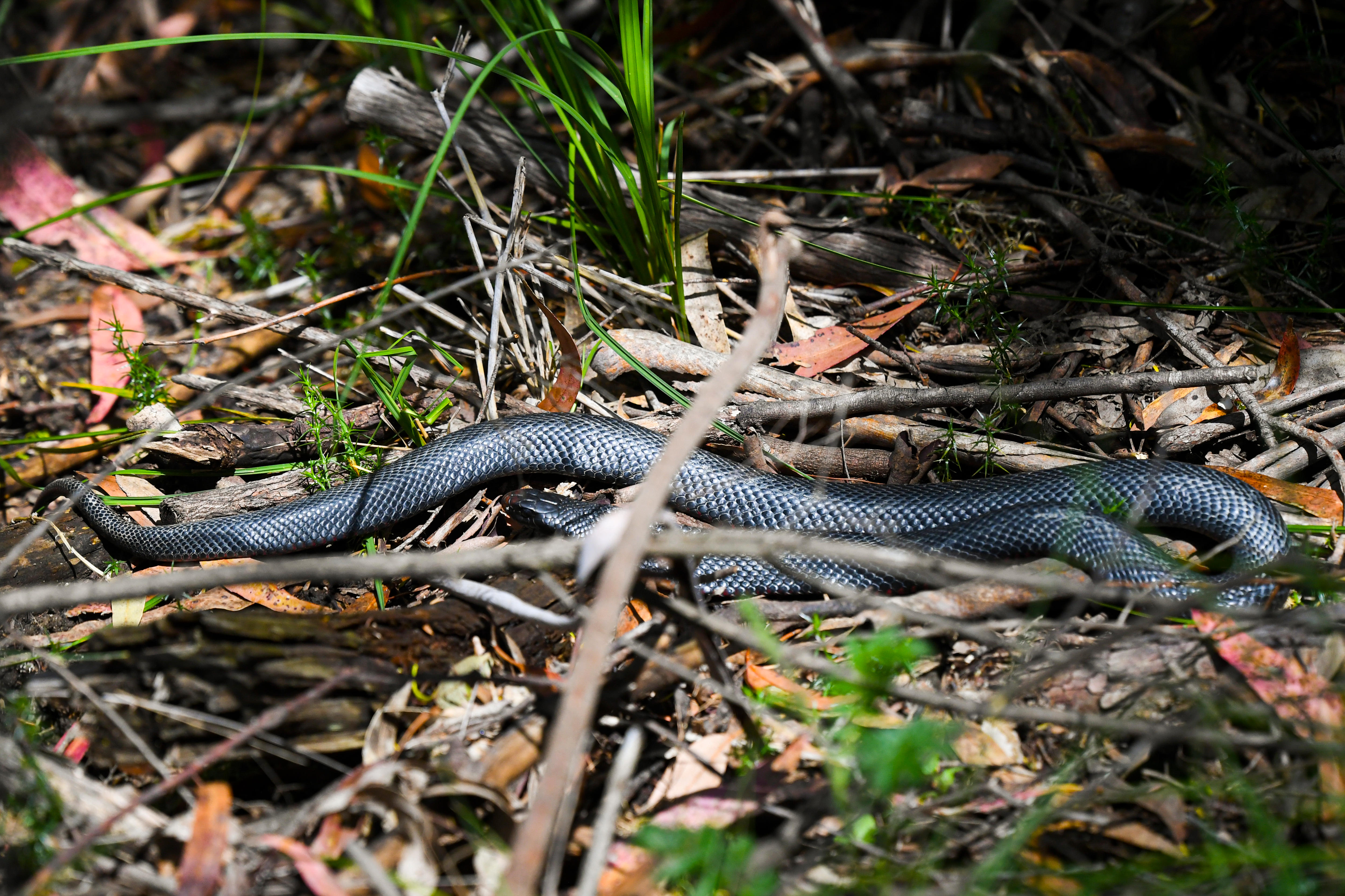Cases of snake bites rise in NSW, with warmer weather and urbanisation ...
